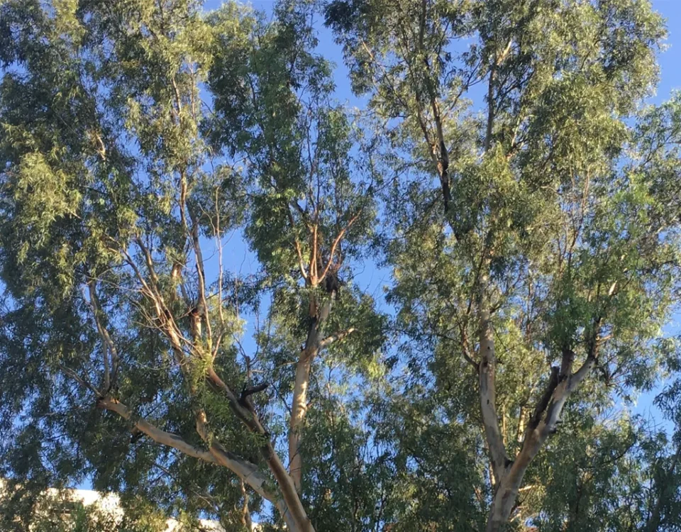 NOVEDADES – Ing. Ariel Splenser – Tree Consulting Arboricultura